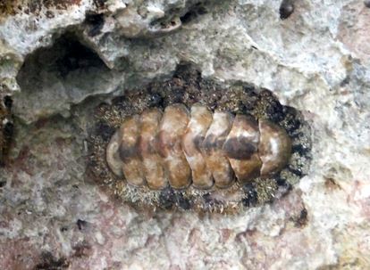 West Indian Fuzzy Chiton (Chitons of the United States) · iNaturalist