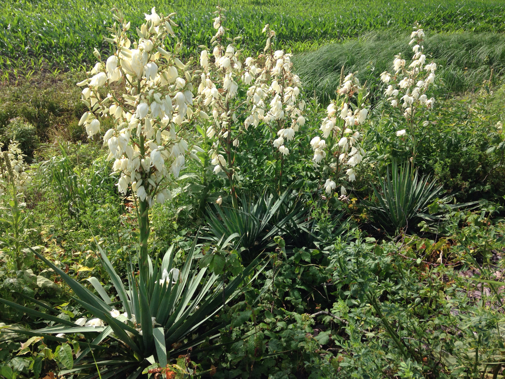 Weak-leaf Yucca (Foraging - Edible Plants/Mushrooms) · iNaturalist