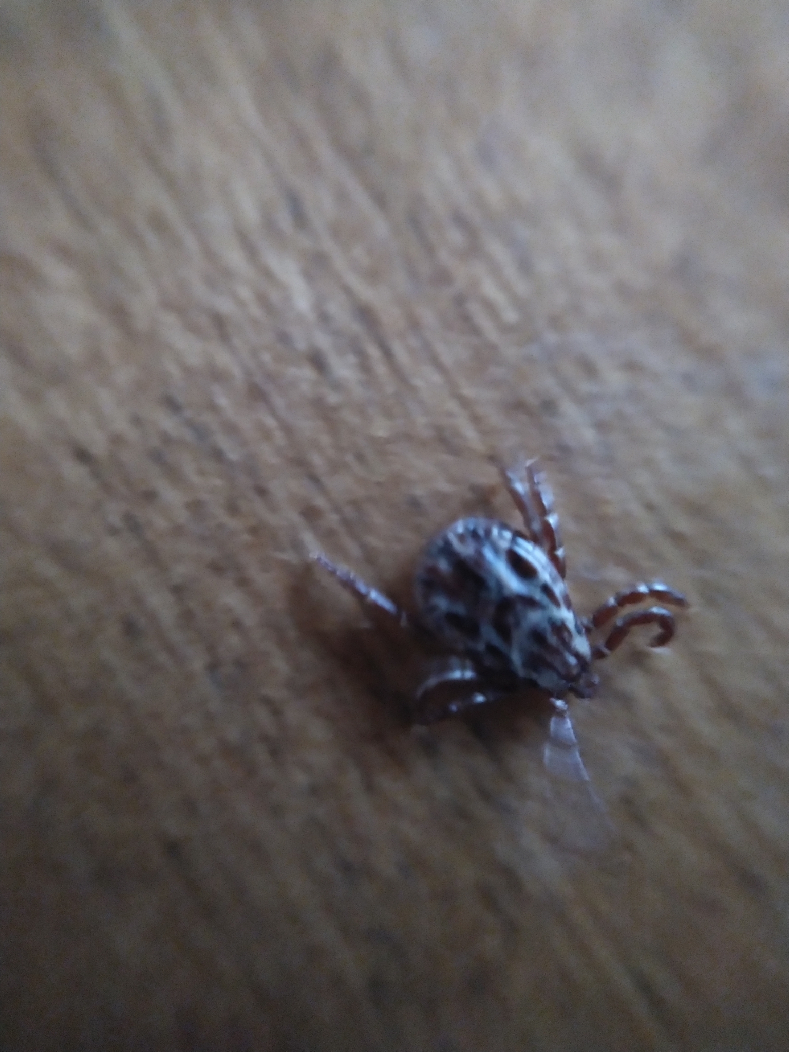 Dermacentor andersoni Stiles, 1908