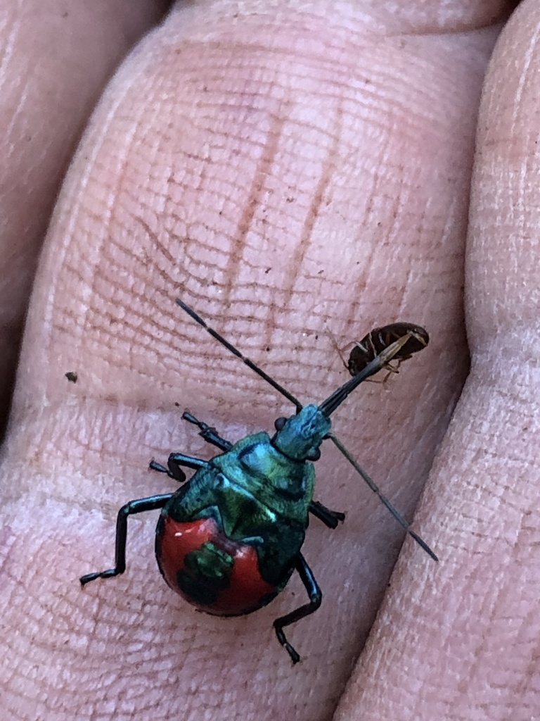 Florida Predatory Stink Bug from Uriah, AL, US on May 27, 2022 at 06:01 ...
