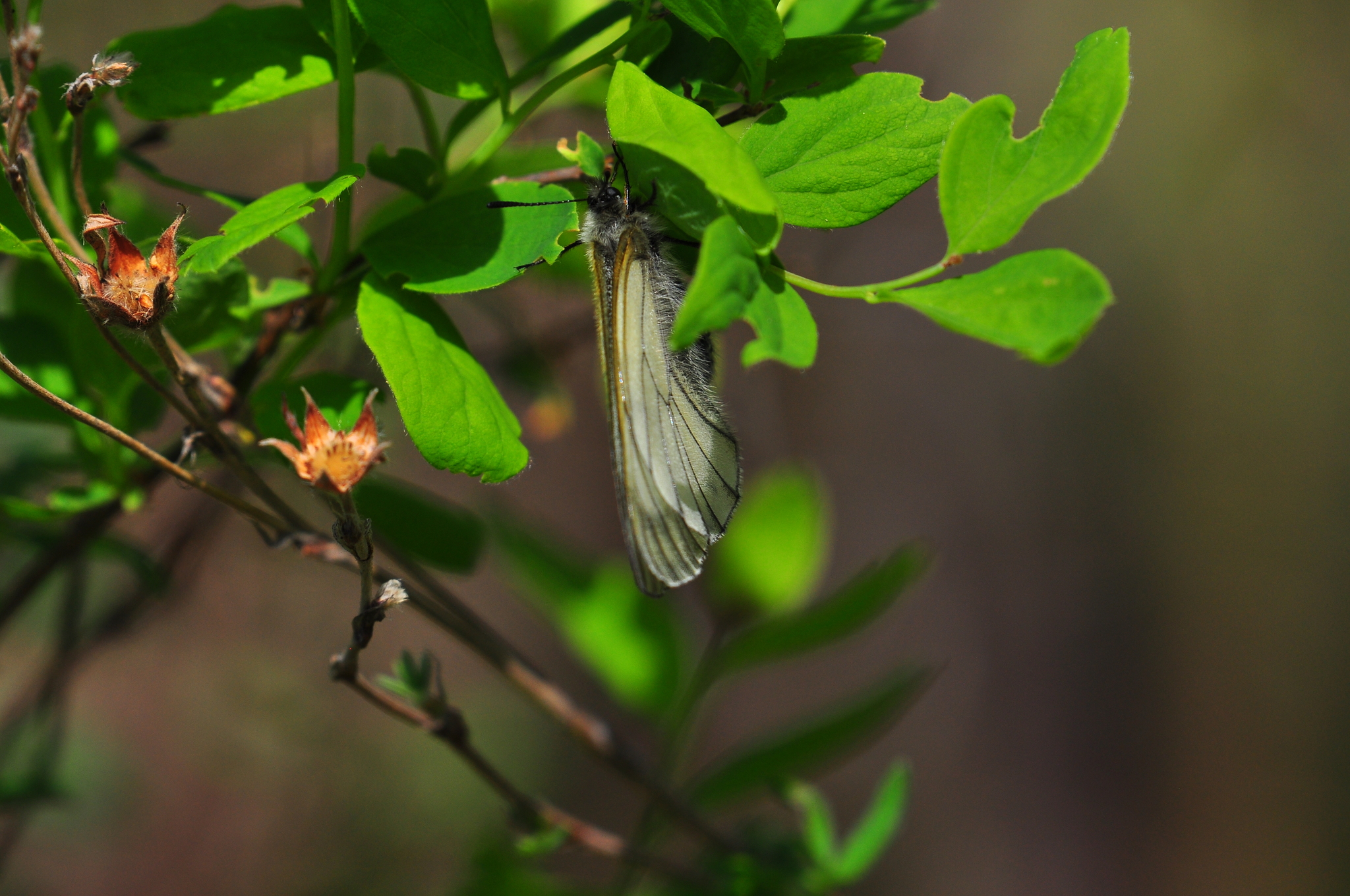 Parnassius stubbendorfii Ménétriés, 1849