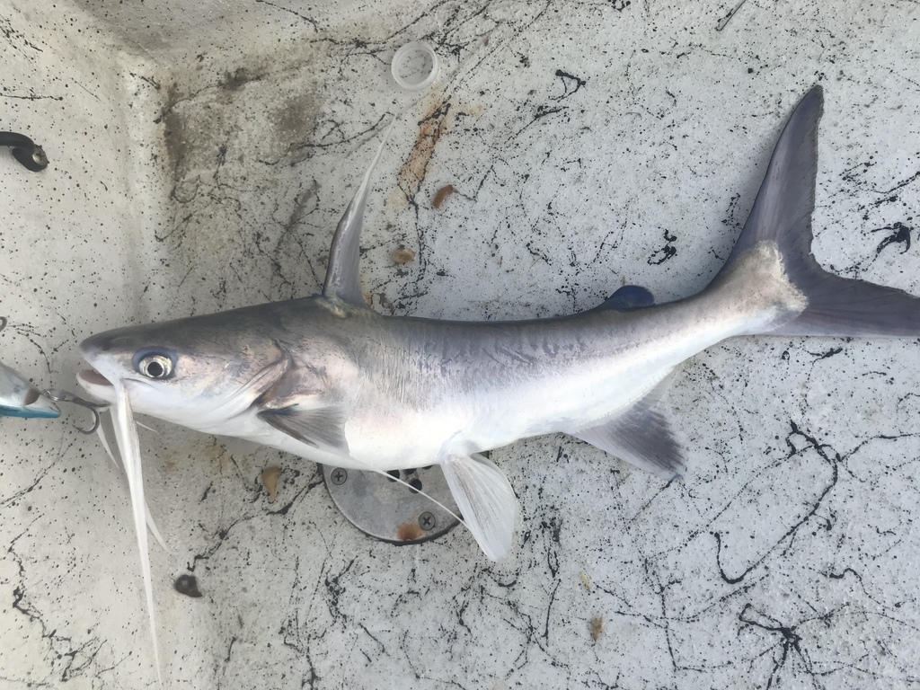 Gafftopsail Catfish (Bagre marinus) - Marine Life Identification