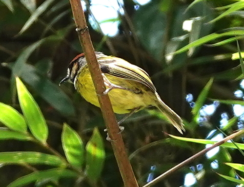 Subspecies Poecilotriccus ruficeps ruficeps · iNaturalist