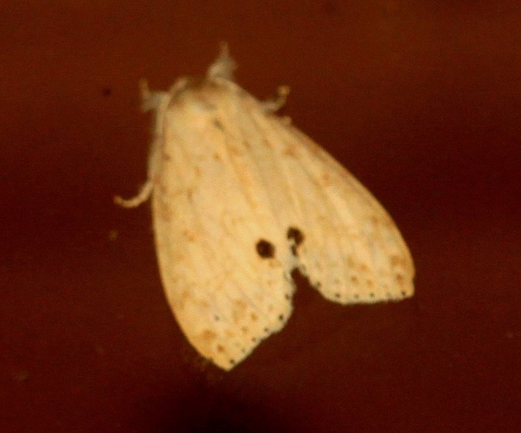 Calliteara angulata from Bahagian Sandakan, Sabah, Malaysia on June 23 ...