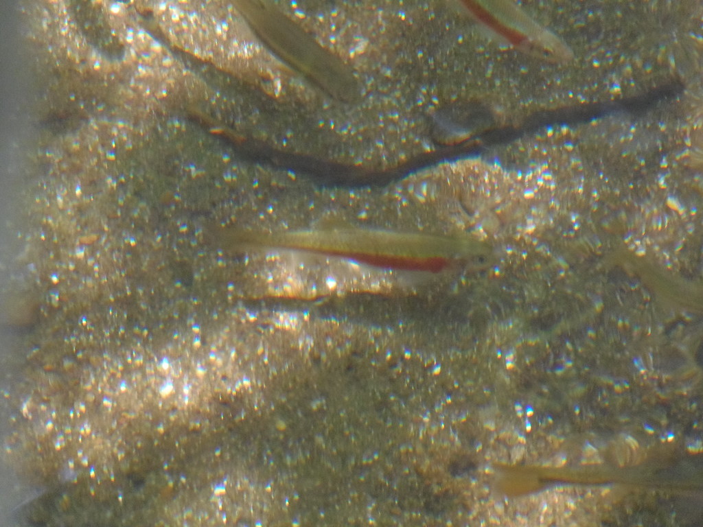 Rosyside Dace from Oregon Ridge Park, MD on July 29, 2014 by Jim ...