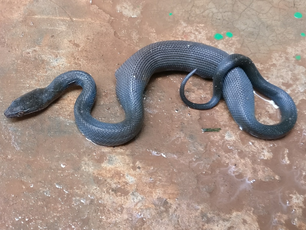 Brown House Snake from Kiyovu, Kigali, Rwanda on May 24, 2018 at 09:12 ...
