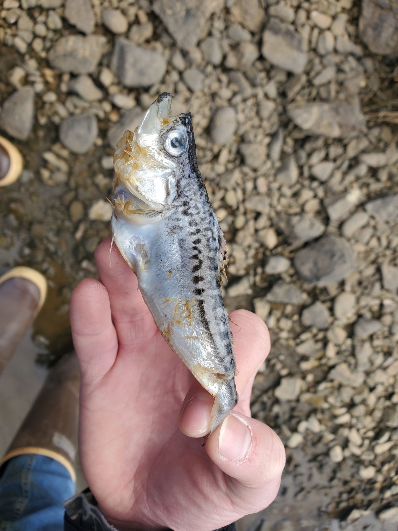 Trichodon trichodon (Tilesius, 1813)