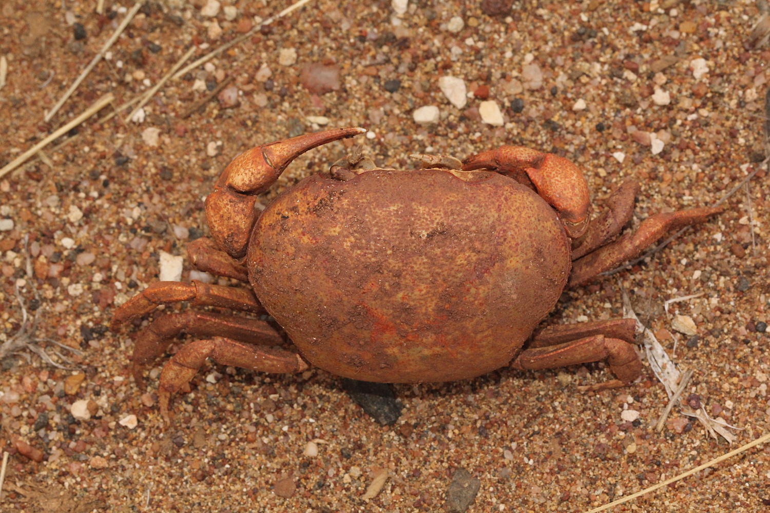 Austrothelphusa transversa (von Martens, 1868)