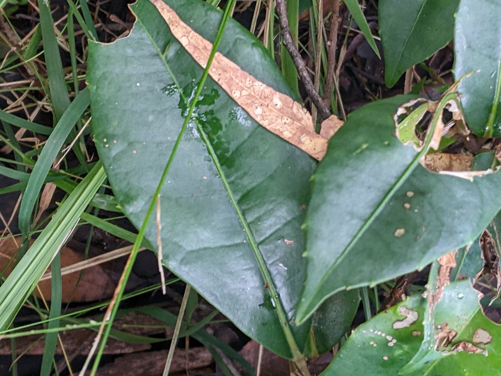 Native Grape from Valla NSW 2448, Australia on May 28, 2022 at 02:50 PM ...
