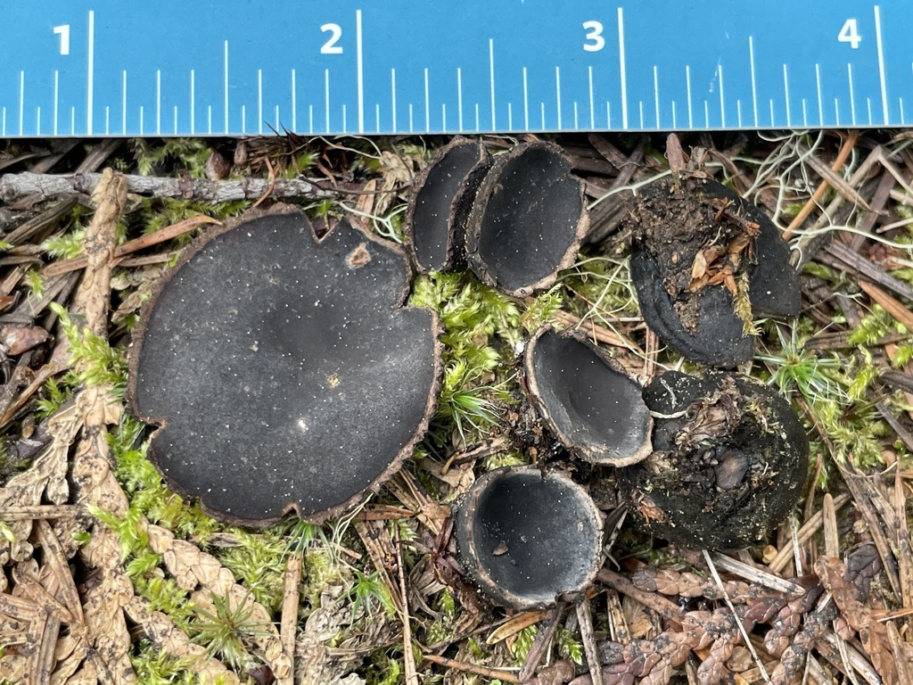 Plectania milleri from Lake Easton State Park, Cle Elum, WA, US on May ...
