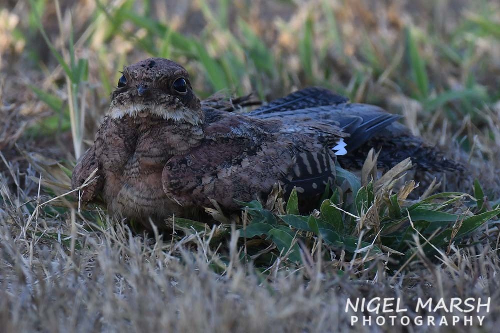 Spotted Nightjar from Cossack NT 0850, Australia on May 16, 2022 at 05: ...