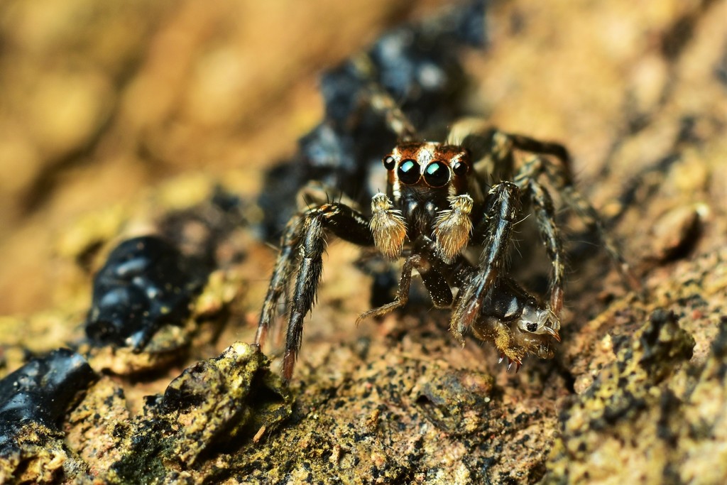 Pantropical Jumping Spider from Phra That Bang Phuan, Mueang Nong Khai ...