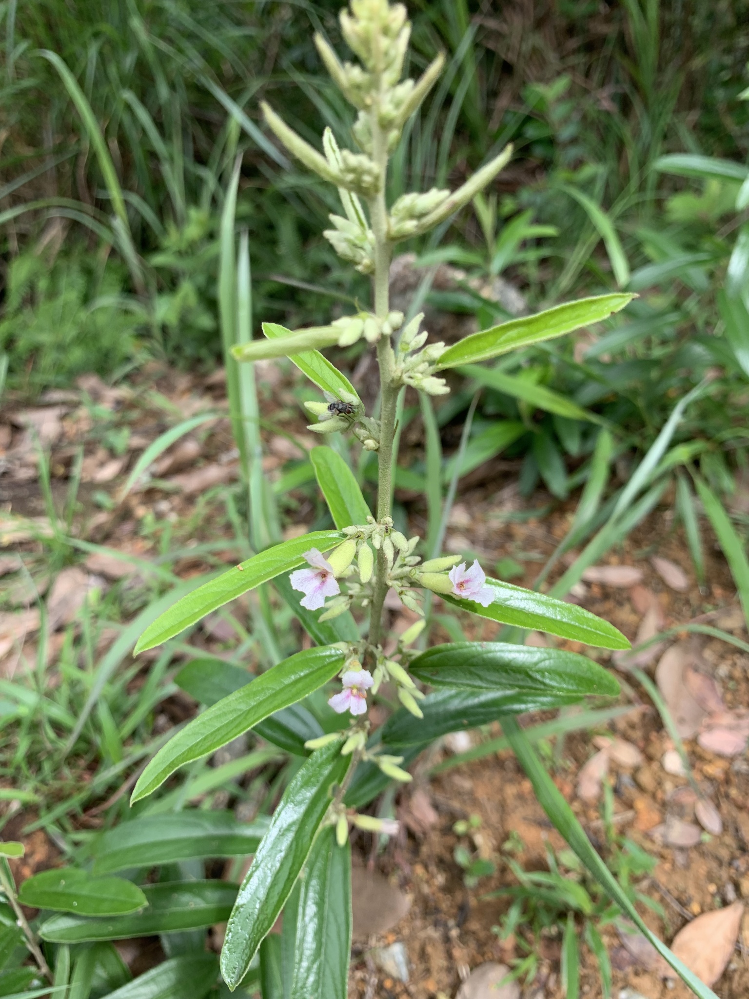 Helicteres angustifolia L.