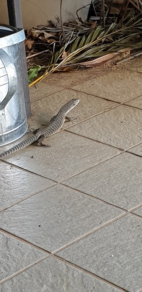 Banded Tree Monitor from Aralia St, Nightcliff, NT, AU on May 13, 2022 ...