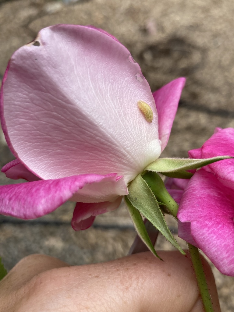 Common Flower Flies in May 2022 by Hannah. little critter on rose · iNaturalist