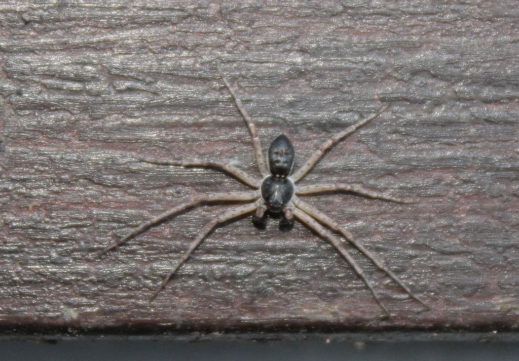 Eurasian Running Crab Spider from Netherton, Dudley, UK on May 28, 2022 ...