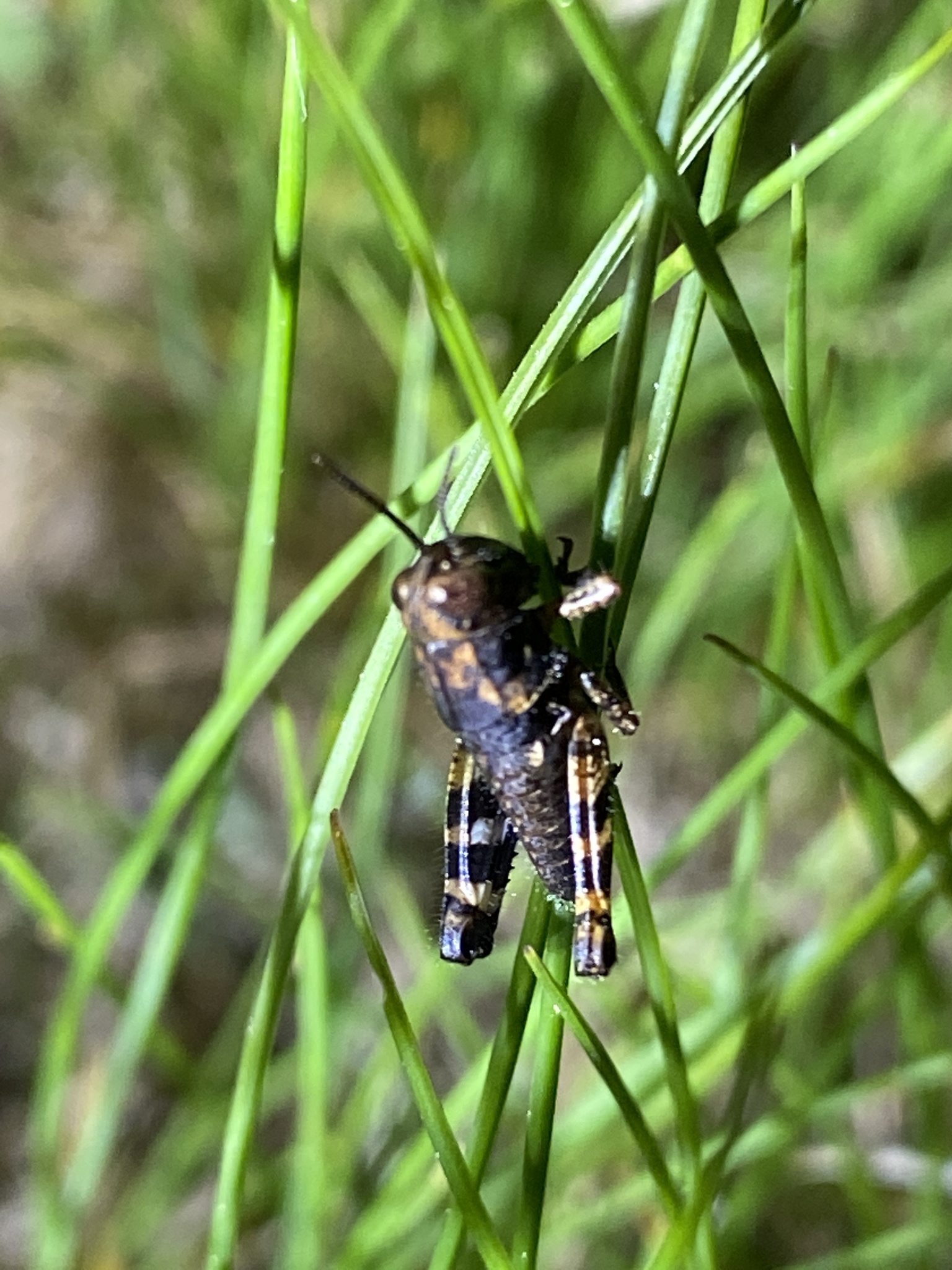 Calliptamus italicus (Linnaeus, 1758)