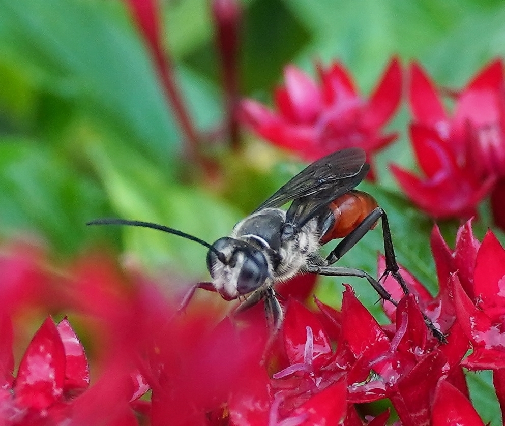 Sphex sericeus (Fabricius, 1804)