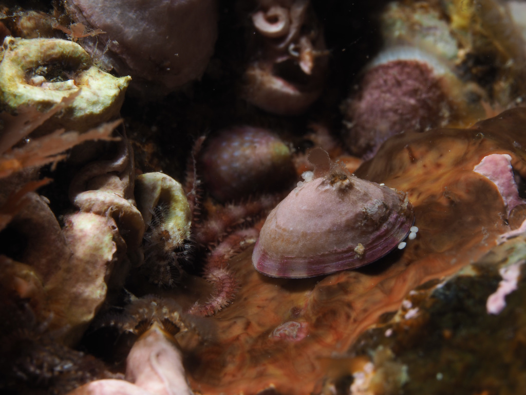 White Tortoiseshell Limpet from Териберка, Мурманская обл., Россия on ...