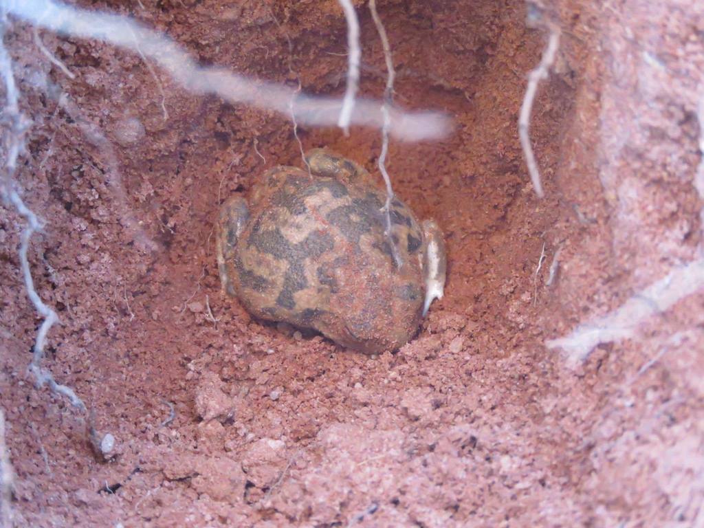 Trilling Frog from Tibooburra NSW 2880, Australia on May 27, 2022 at 08 ...