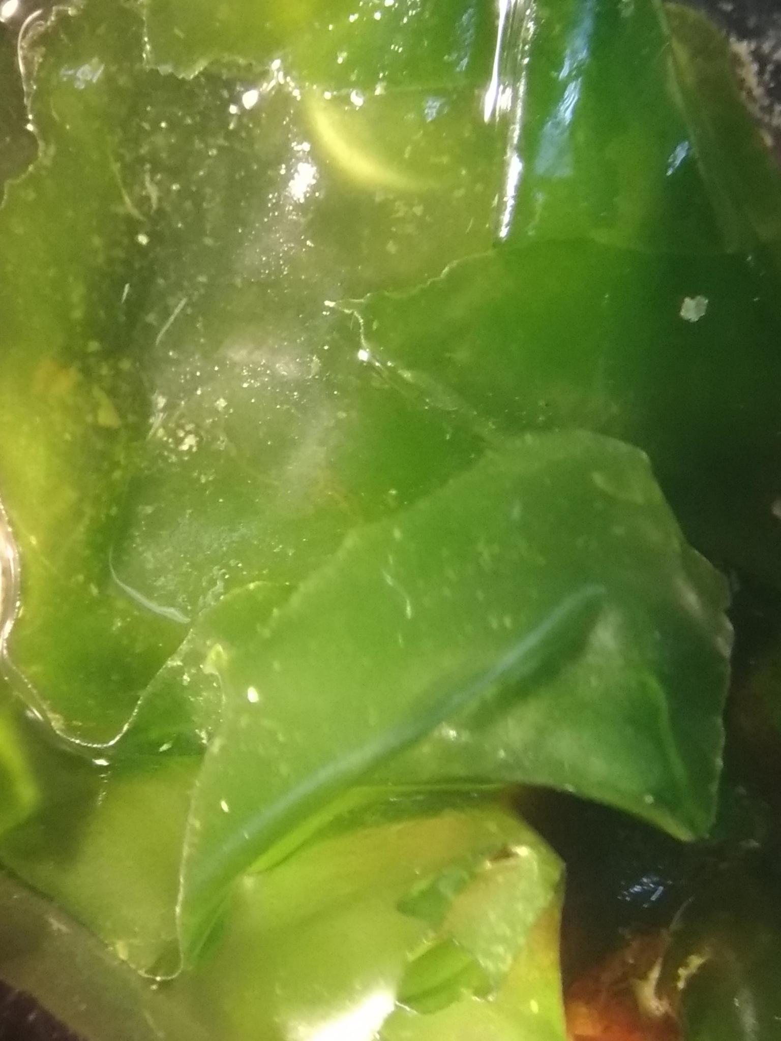 Ulva rigida C.Agardh