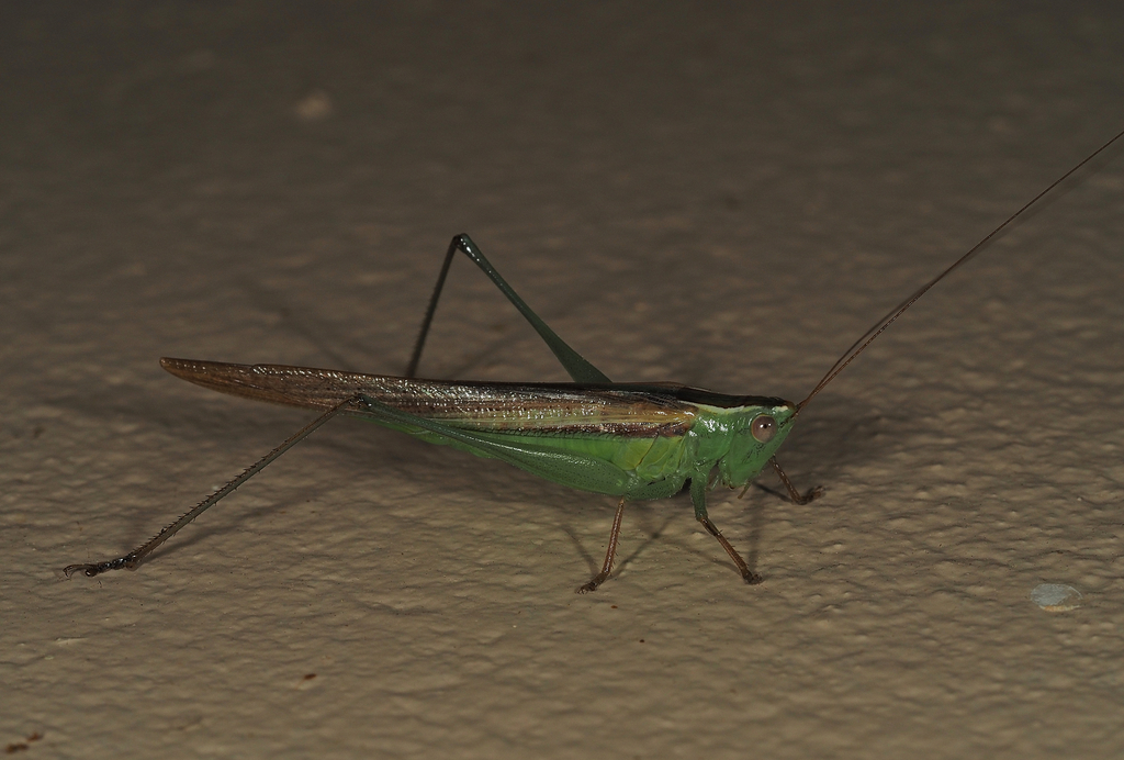 Lesser Meadow Katydids from Royal Botanic Gardens Victoria, Melbourne ...
