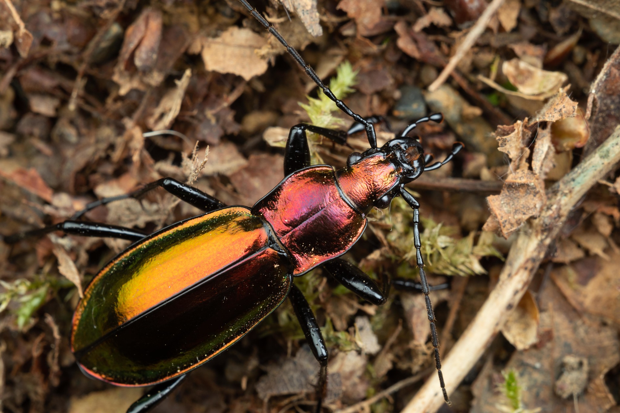Carabus splendens Olivier, 1790
