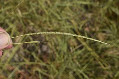Elionurus citreus · iNaturalist Mexico
