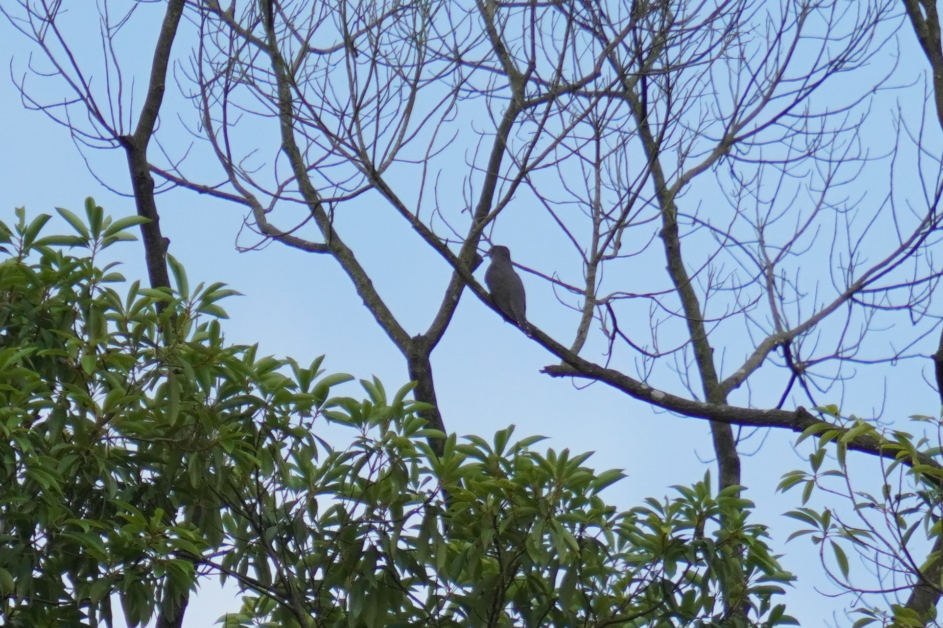 Cuculus poliocephalus Latham, 1790