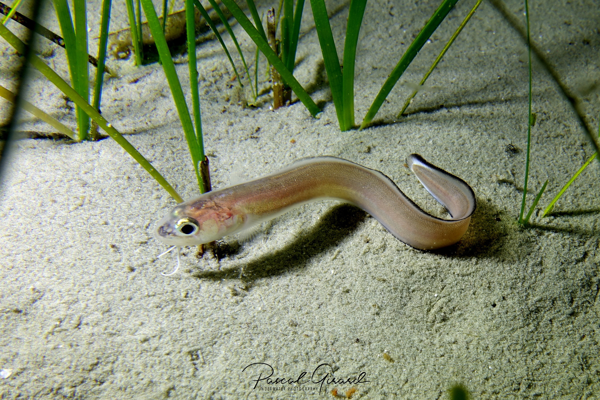 Ophidion rochei Müller, 1845