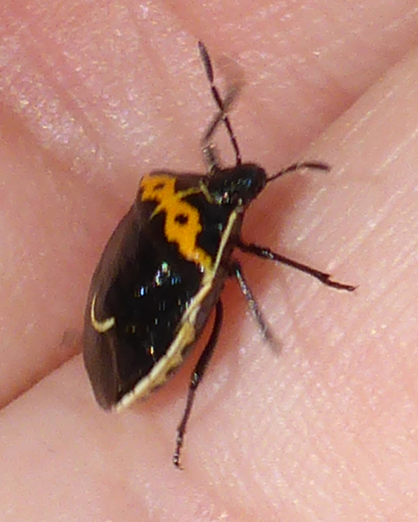 Hedge Nettle Stink Bug (Mitteldorf Preserve Field Guide) · iNaturalist