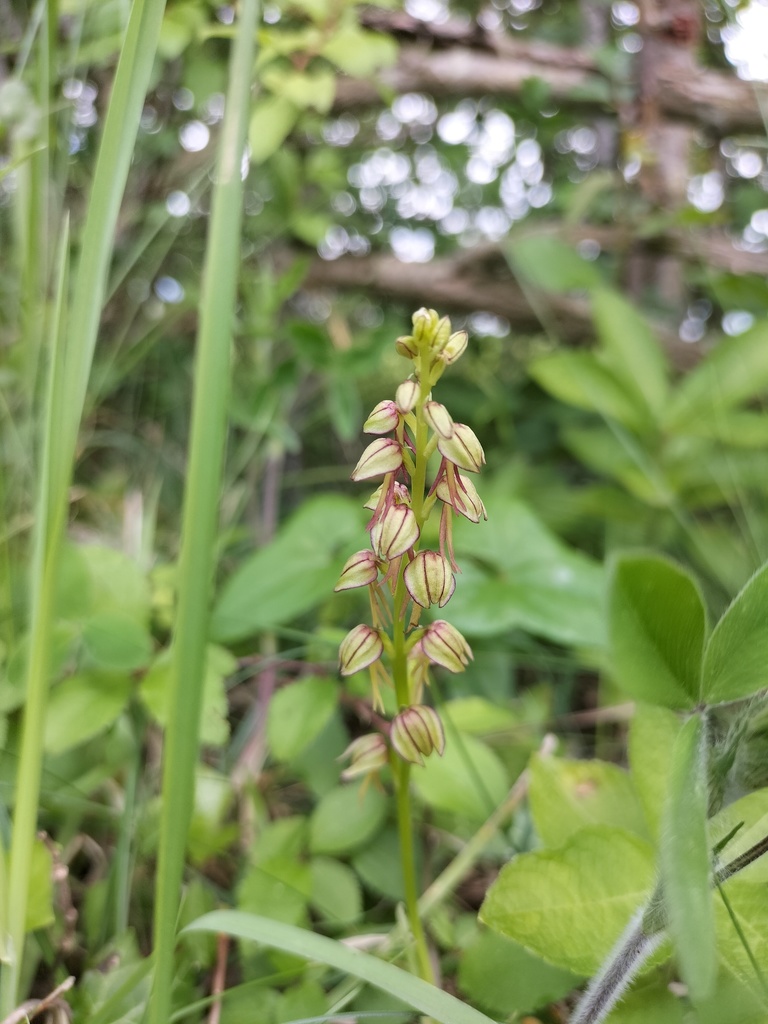 Man Orchid in May 2022 by hypercolius. Immeasurably better quality ...