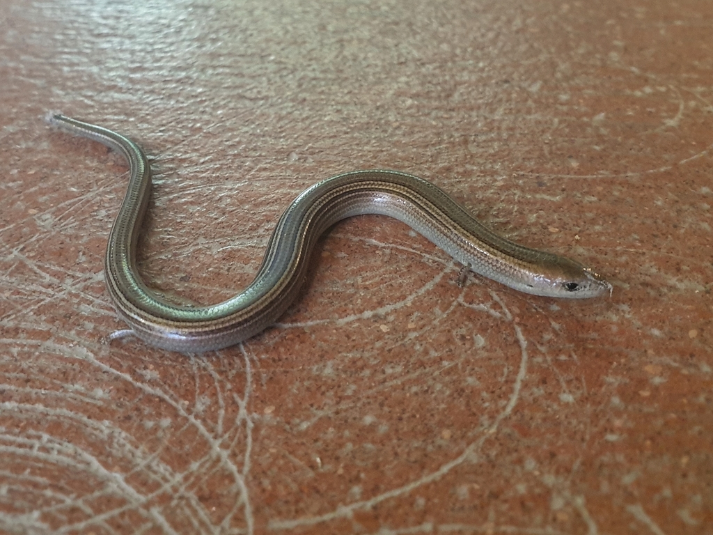 Italian Three-toed Skink from Museo del fiore on May 28, 2022 at 01:13 ...