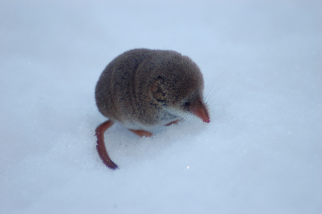 Long-tailed Shrews from Bulkley-Nechako, BC, Canada on November 27 ...