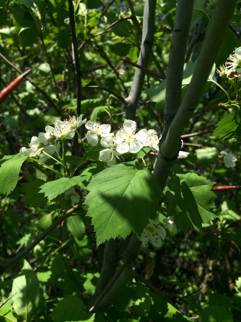 Schuette's Hawthorn from Boucherville, QC, Canada on May 20, 2022 at 02 ...