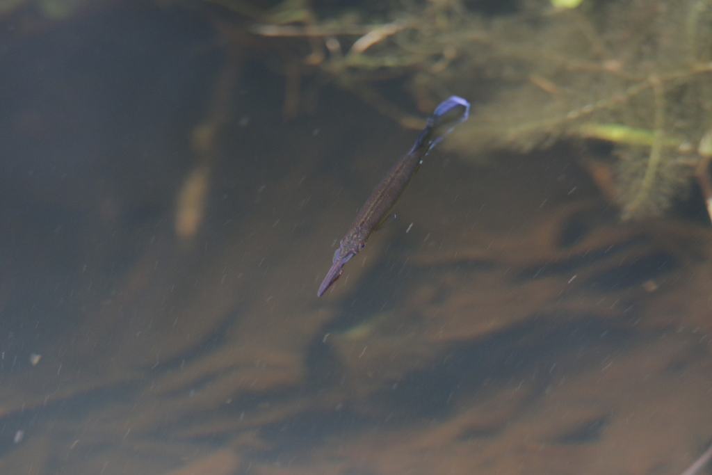 Forest Halfbeak from 3XF7+2X4 ตำบล ปูโยะ อำเภอ สุไหงโก-ลก นราธิวาส ...