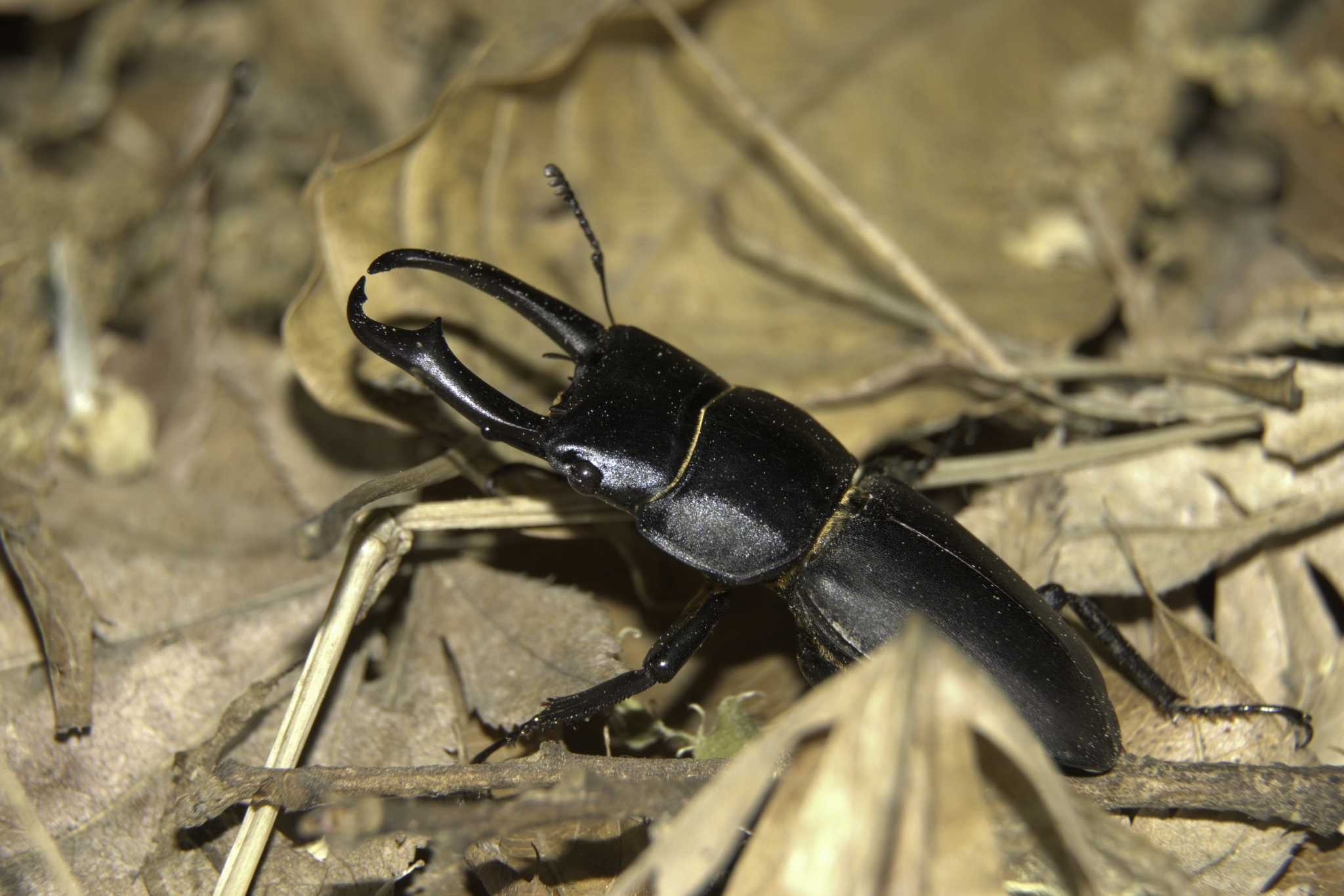 Dorcus rectus rectus