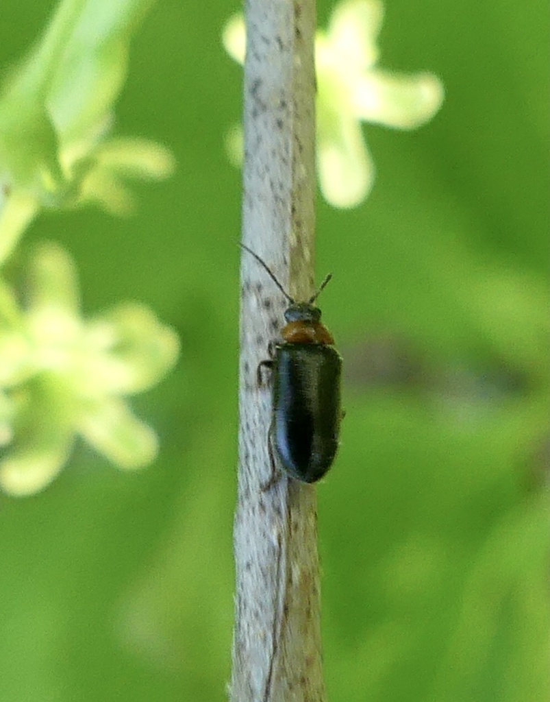 Marsh Beetles from Mansfield Hollow Rd, Mansfield Center, CT, US on May ...