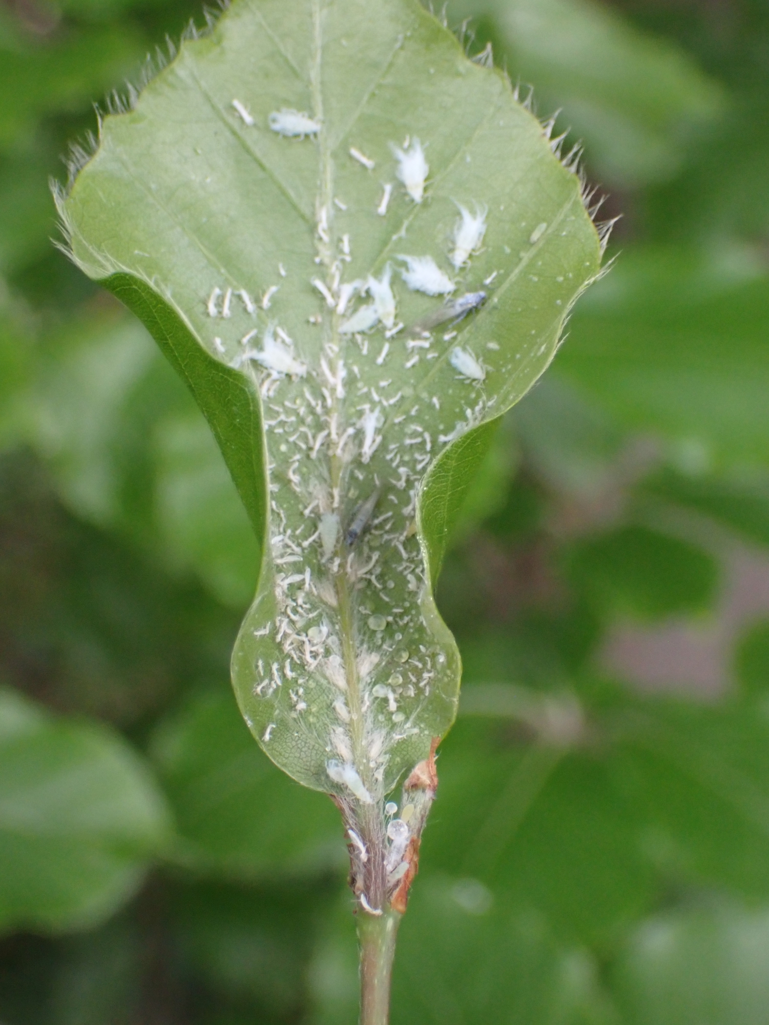 Phyllaphis fagi (Linnaeus, 1761)