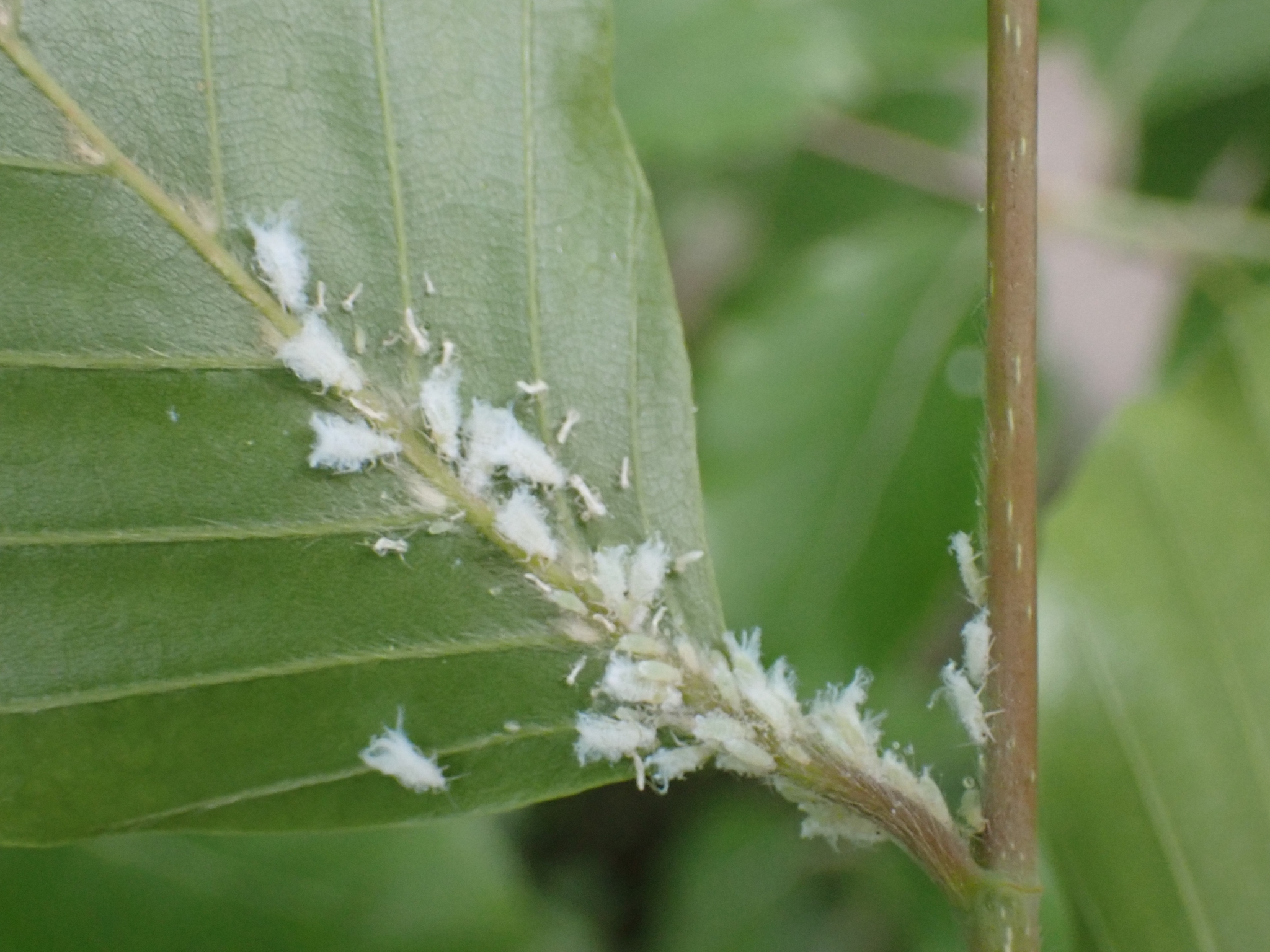 Phyllaphis fagi (Linnaeus, 1761)