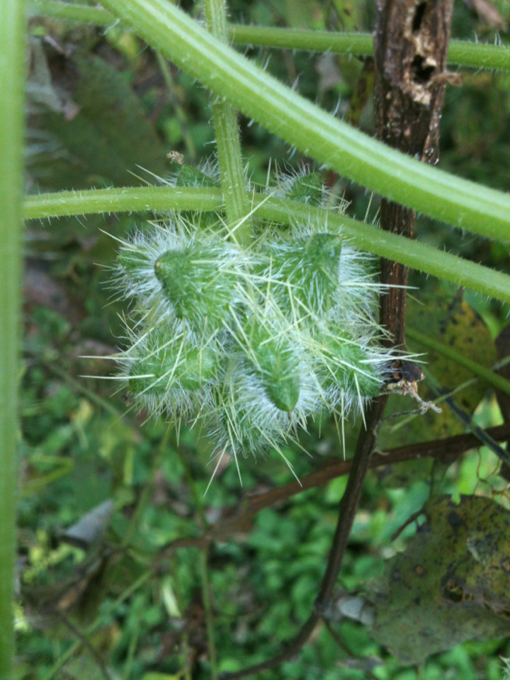 Bur-cucumber (Brandeis University - Flowering Plants: Trees, Shrubs ...