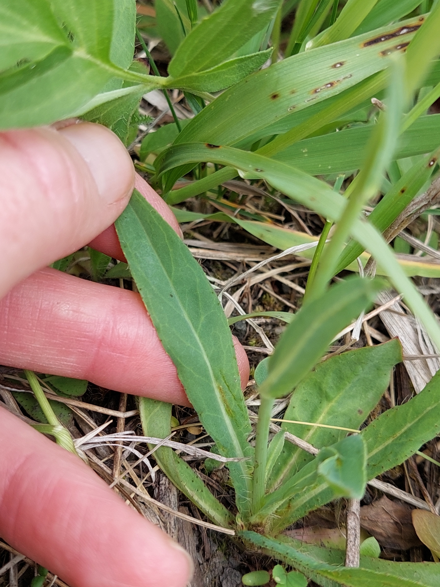 Pilosella piloselloides (Vill.) Soják