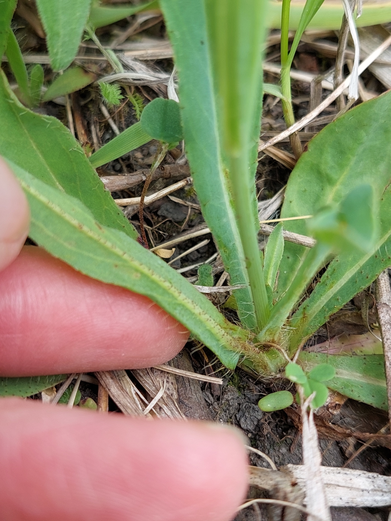 Pilosella piloselloides (Vill.) Soják