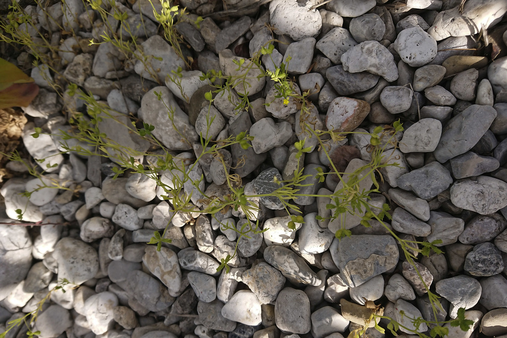 Corn buttercup from Baden, Niederösterreich, Austria on May 28, 2022 at ...