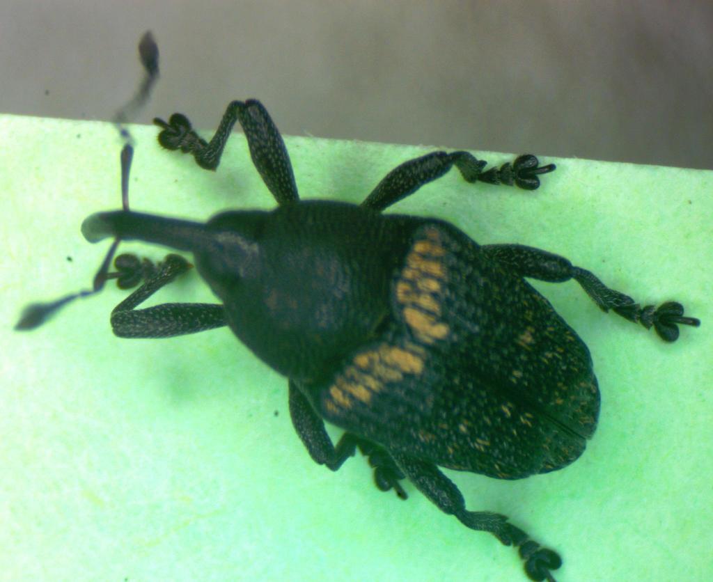 Geraeus costatus from Reserva El Bajo on May 27, 2022 by jmmaes ...