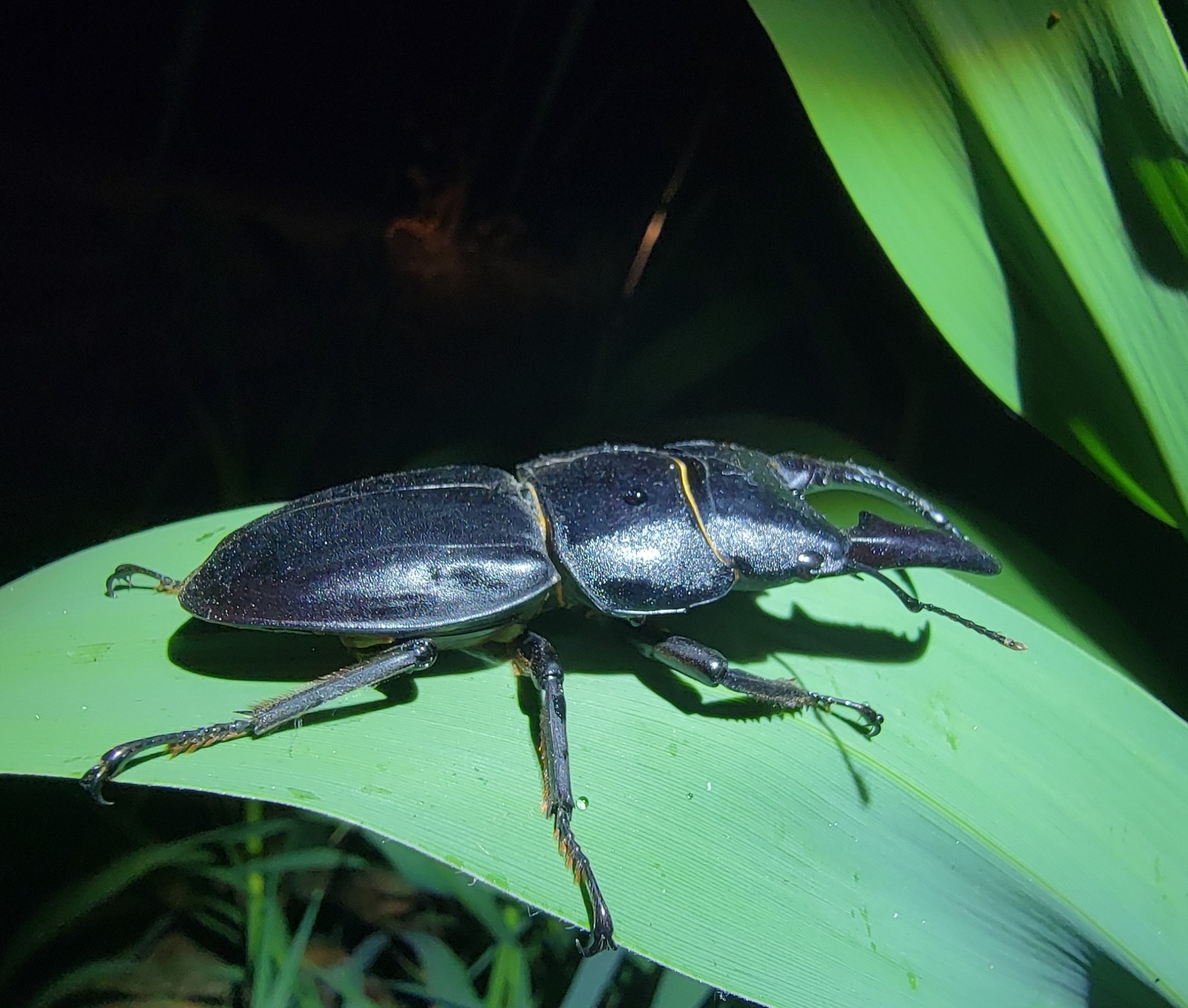 Serrognathus titanus platymelus (Saunders, 1854)