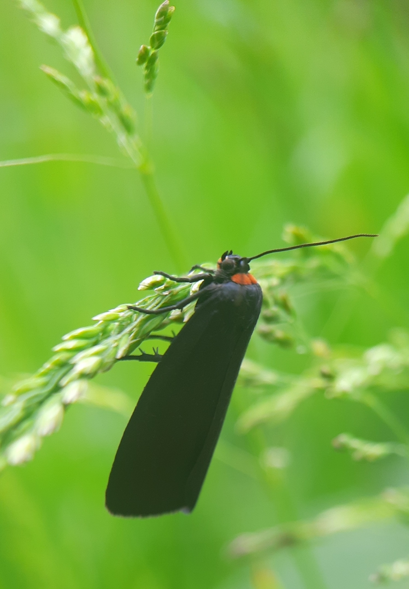 Atolmis rubricollis Linnaeus, 1758