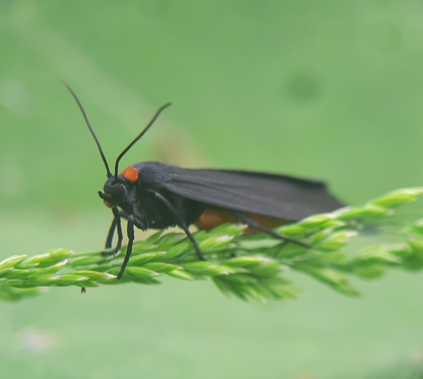 Atolmis rubricollis Linnaeus, 1758