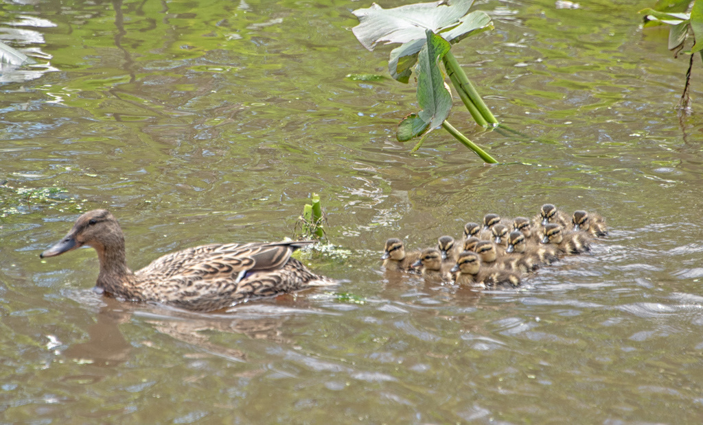 Mallard from Harbor Dr, Mentor, OH, US on May 28, 2022 at 01:15 PM by ...