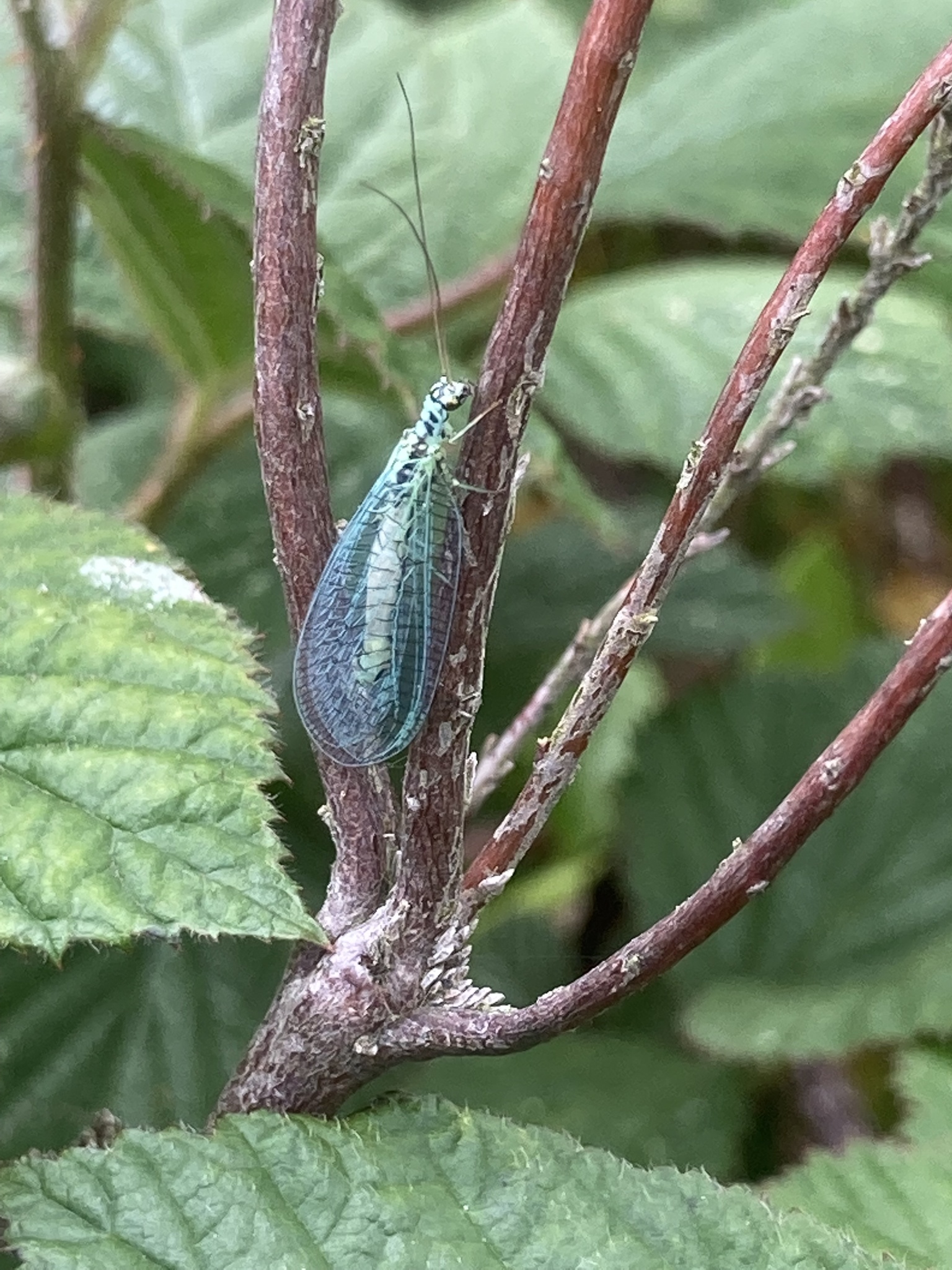 Chrysopa perla (Linnaeus, 1758)